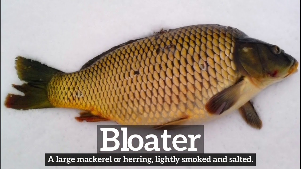 What is Bloater? | How to Say Bloater in English? | How Does Bloater ...
