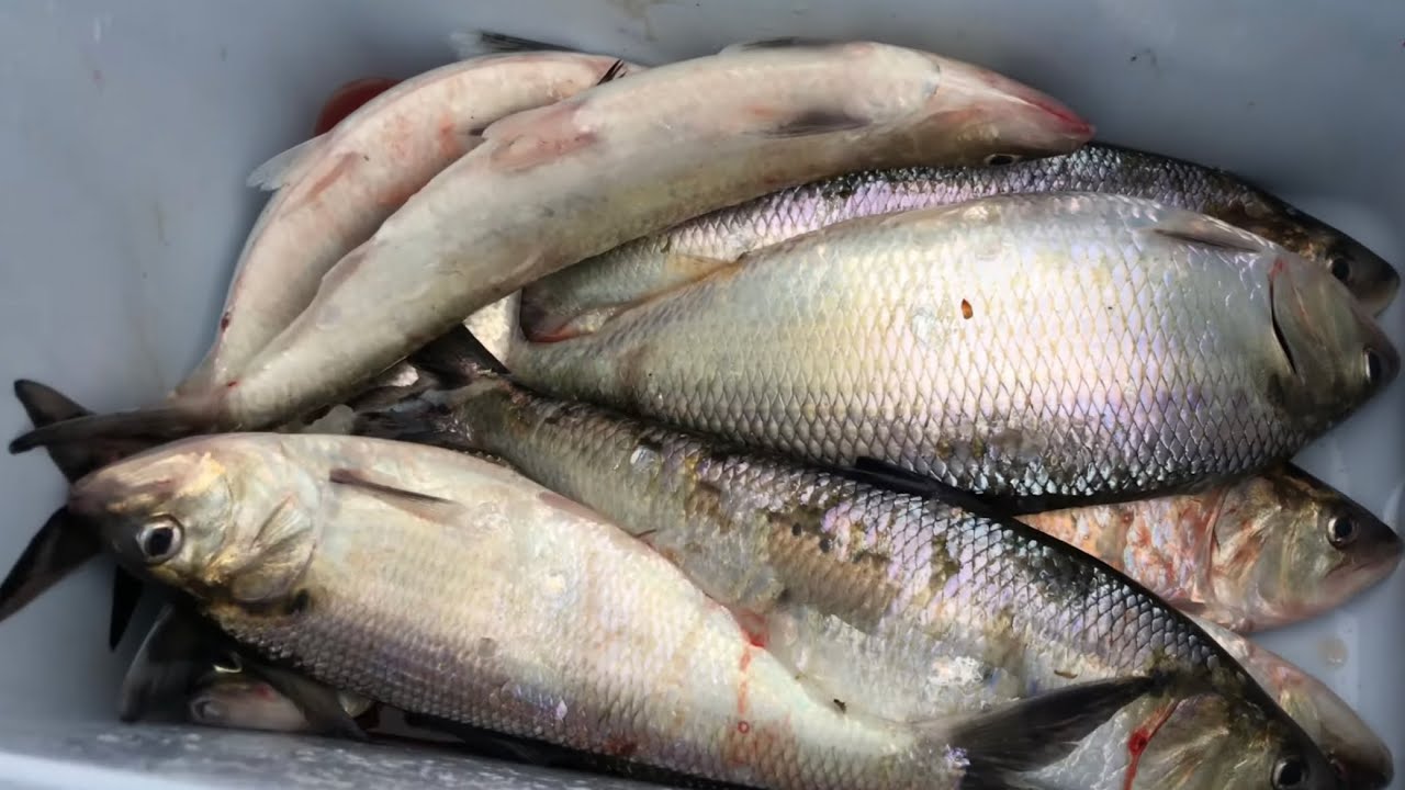 Shad Catch And Cook - Trash or Delicious?!?! - YouTube