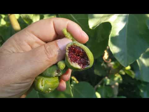 White Madeira #1 Fig - Prolific and Great Variety - YouTube
