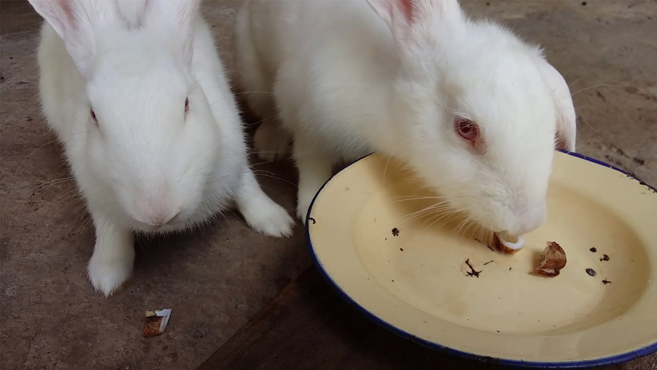Rabbits love to eat Squid (PomPom & PoyPoy) - YouTube