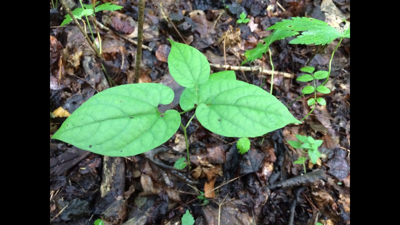 Ginseng scouting and Virginia Snakeroot harvesting video - YouTube