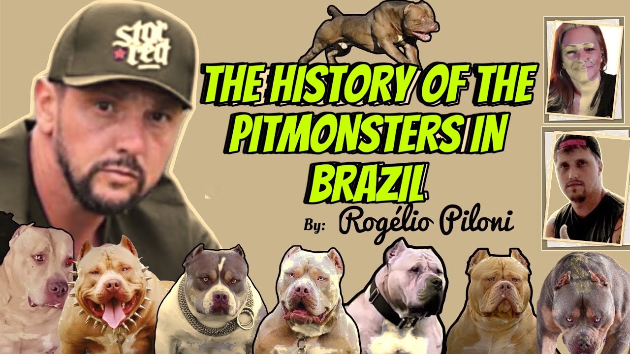 How did the Pit Monsters / XL Bullies start in Brazil 🇧🇷 - YouTube