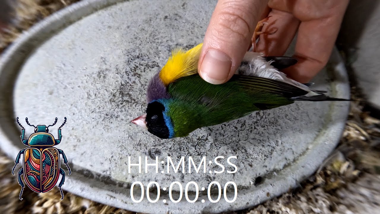 How Quickly Do Our Flesh-eating Beetles Eat A Rainbow Finch? Time Lapse ...
