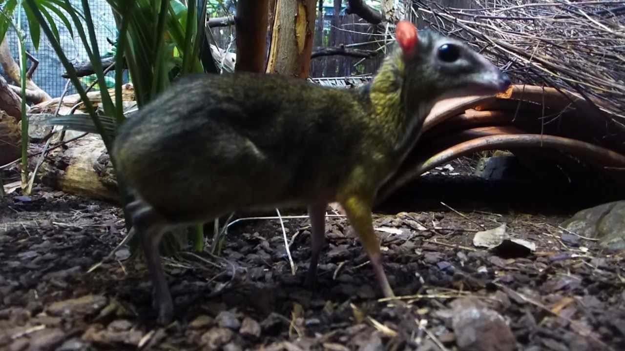 kleine kantjil in Artis - YouTube