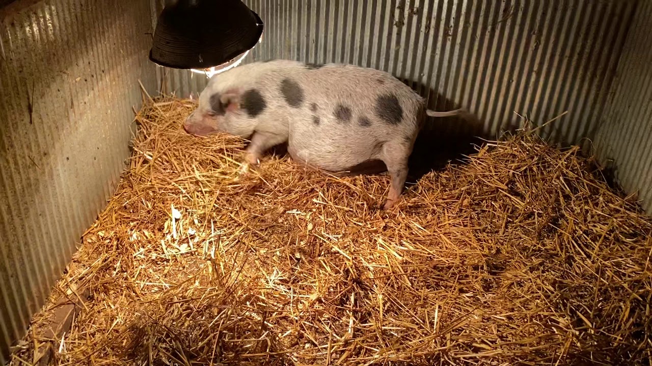 American Mini Pig Labor-Nesting - YouTube