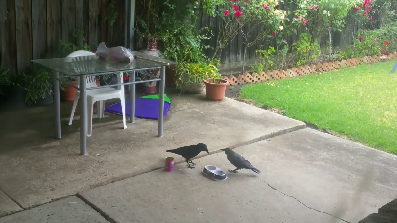 Crows eating my cats food - YouTube