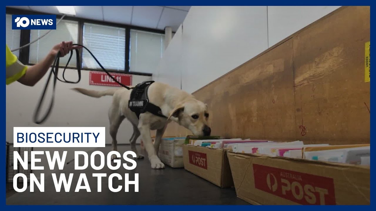 Biosecurity Dogs On Alert As Christmas Deliveries Spike | 10 News - YouTube