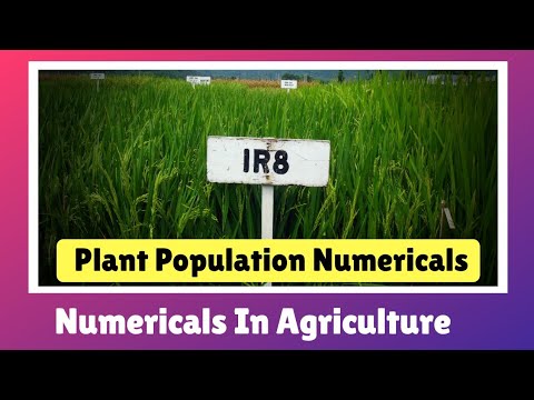 Plant Population Numericals || Numericals in Agriculture || Calculate ...