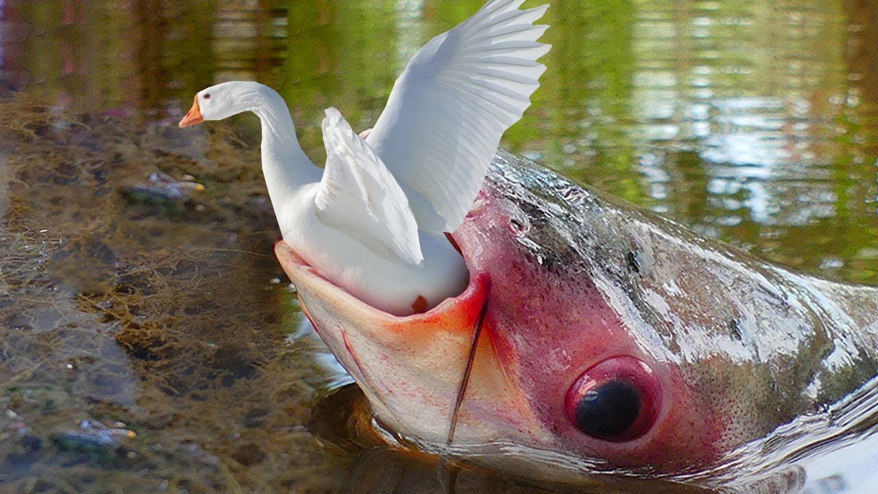 Amazing Daily Life Fishing Flowing Water River Dry Hill Underground Big ...