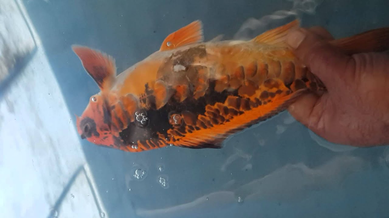 Treating Koi with Ulcer - June 2015 - YouTube