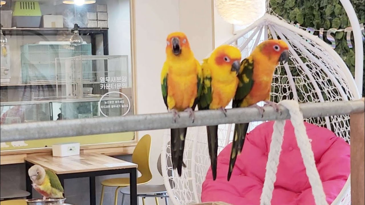 평택 리프페럿 아이들과 가볼만한 곳 앵무새 카페 / Pyeongtaek Leaf Ferret Parrot Cafe - YouTube