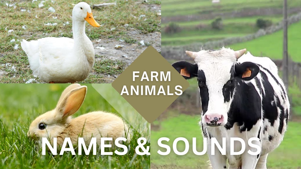 Learn Real Farm Animals Videos for Kids | Livestock Herds Barn ...