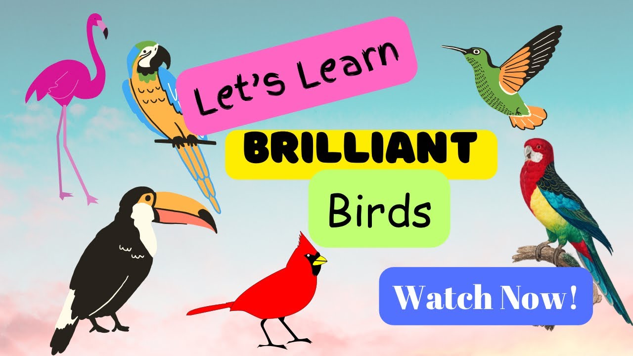 Let’s Learn BRILLIANT Birds! - YouTube