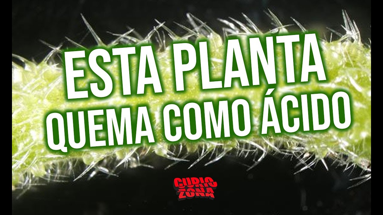 Gimpi gimpi, la planta que puede quemar como el ácido - YouTube