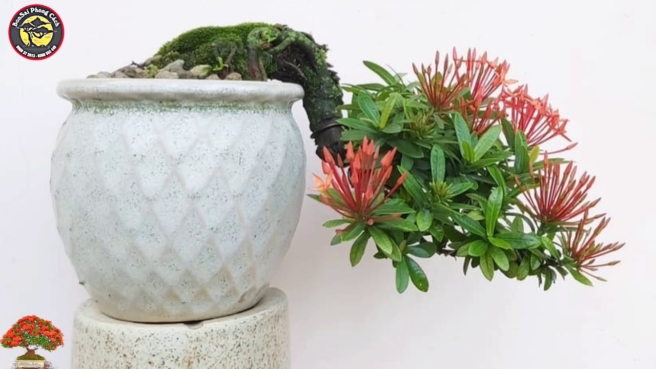 bông trang bonsai đẹp của nghệ nhân | Bông Trang BonSai Đẹp Của Nghệ ...