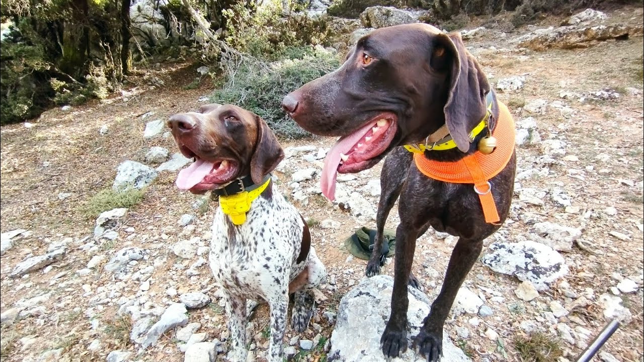 κυνήγι μπεκάτσας με kurzhaar/hunting with gsp/becaccia#hunting#gsp# ...