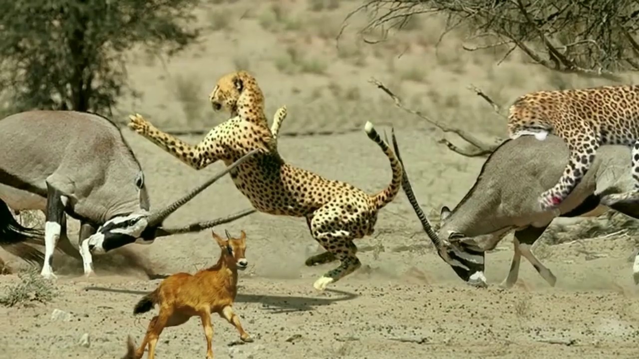 Amazing ! World's Fastest Animals Fail | Gemsbok Herd Rescue Calf From ...