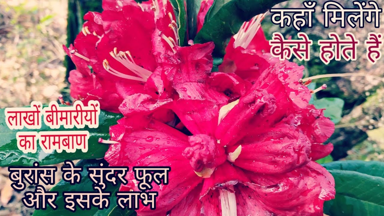 Burash | बुरांस के फूल और इसके लाभ | red rhododendron | Rhododendron ...