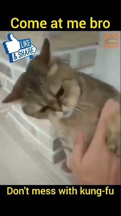 Tiktok Really Funny Cat Tiktoks Funny Cat Tik Toks Cute Cat Videos Shorts 😹😹😹 Youtube