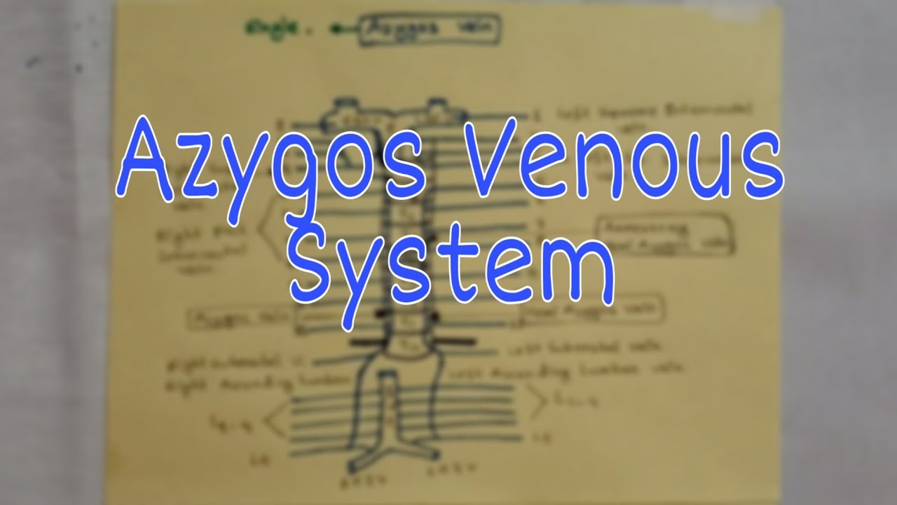 Azygos Venous System। Anatomy Drawing। Easy।। Bangla - YouTube