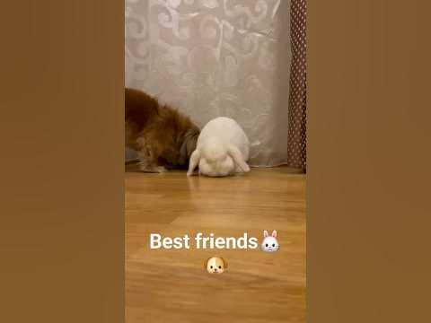 у Стича появилась подруга🐶🐶🐶 - YouTube
