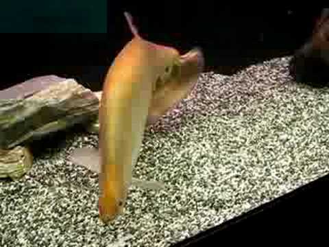 Shot Body - Golden Knife Fish - YouTube