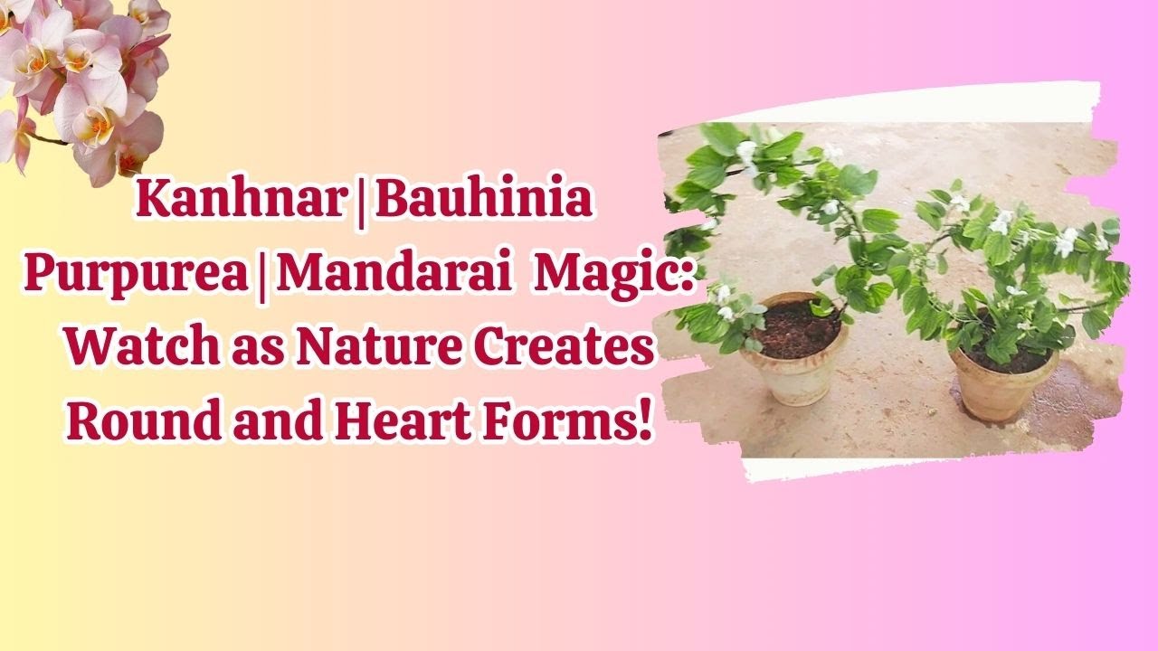 Kanhnar Bauhinia Purpurea Mandarai Magic Watch as Nature Creates Round ...