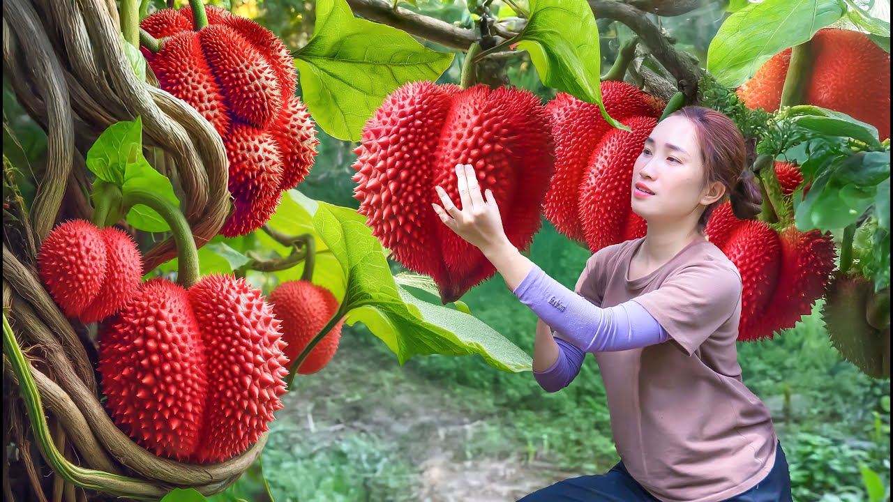 Farm life | Harvesting Mutant Red Gac goes to market sell | Recipe for ...
