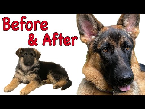 GSD Growing Up 8 Weeks Old to 8 Month German Shepherd Puppy Uzi Too ...