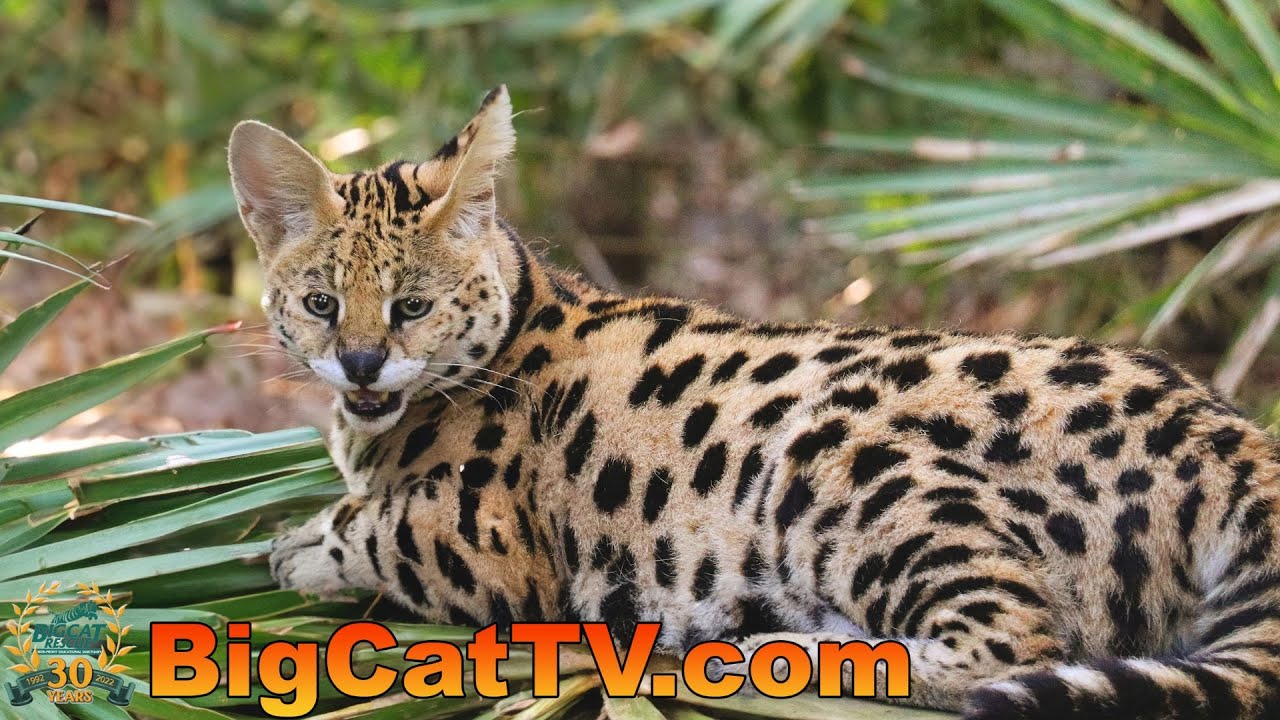 Join Carole and Jamie as Hutch serval goes on Funcation at Big Cat ...