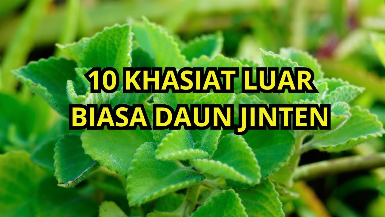 10 Manfaat luara biasa daun jinten untuk kesehatan - YouTube