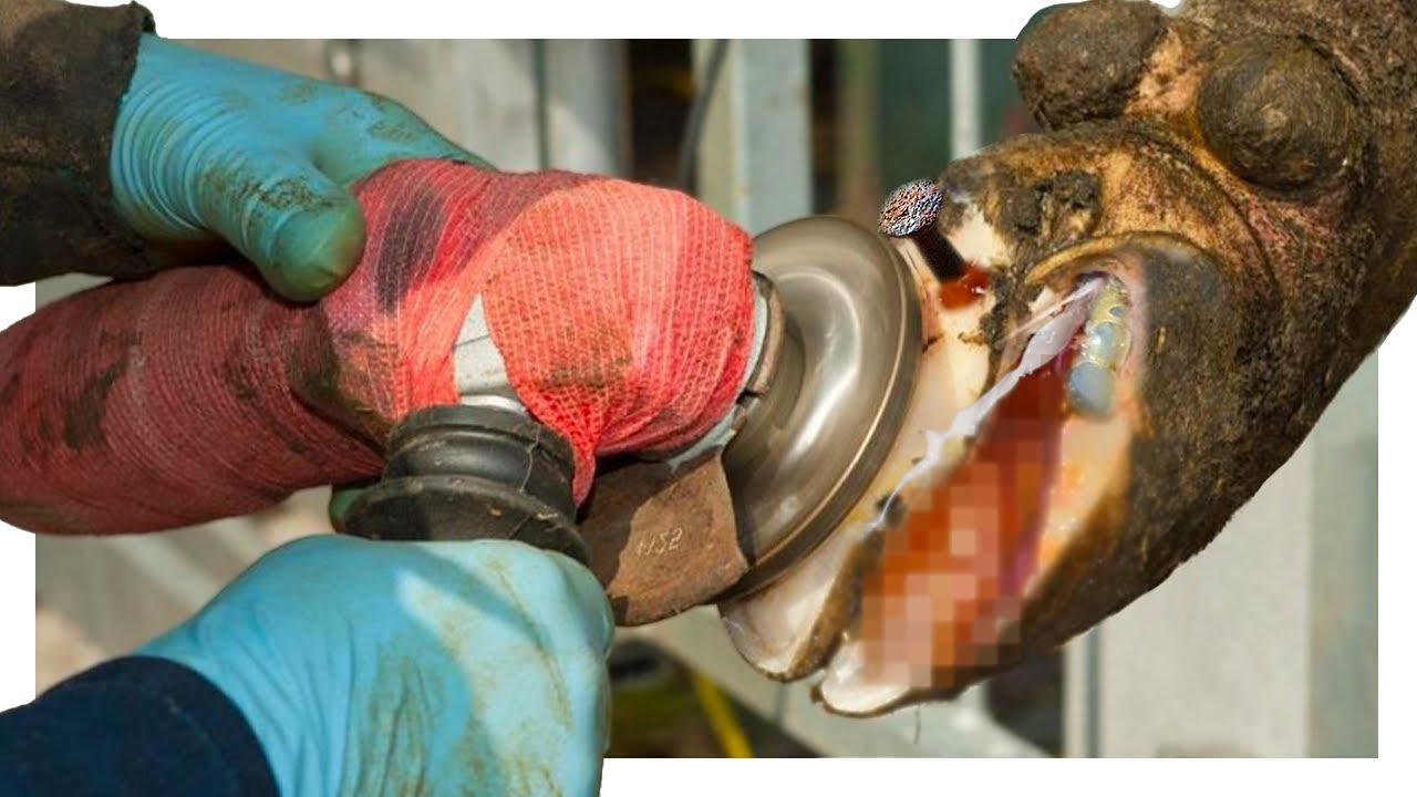 Trimming Hoof Cow | cow abscess Medical help, cow's hoof Cut,Trim - YouTube