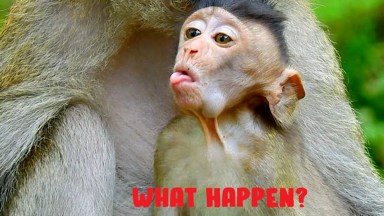 OMG What happen to poor baby monkey, Why baby monkey seem not well ...