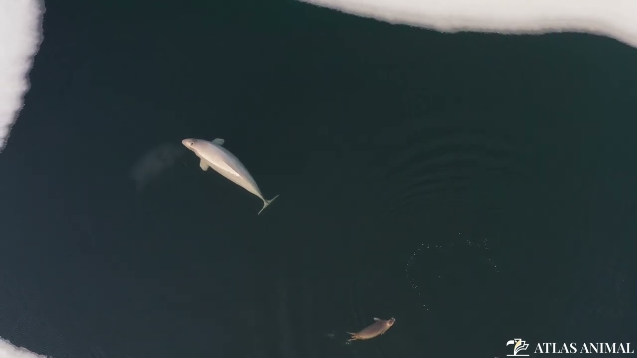 Beluga en 4K - YouTube