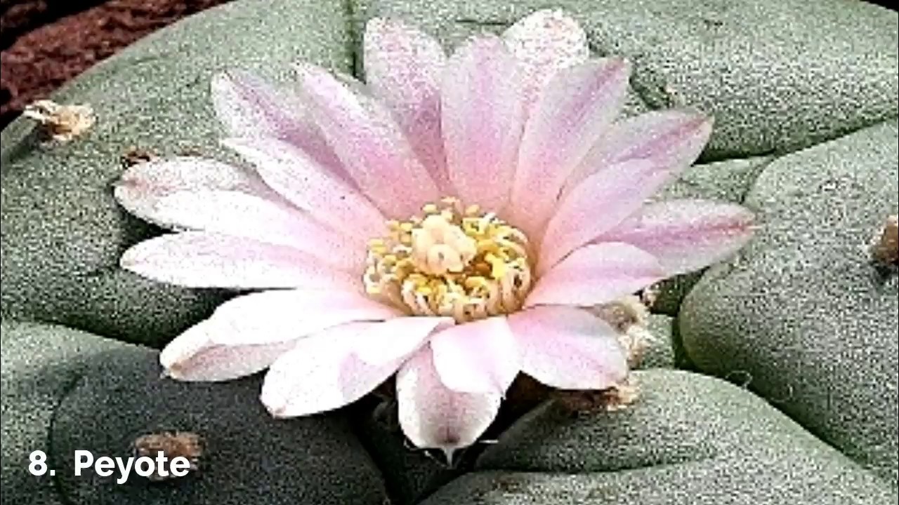 Mind Altering Plants (Best Psychedelics) - YouTube