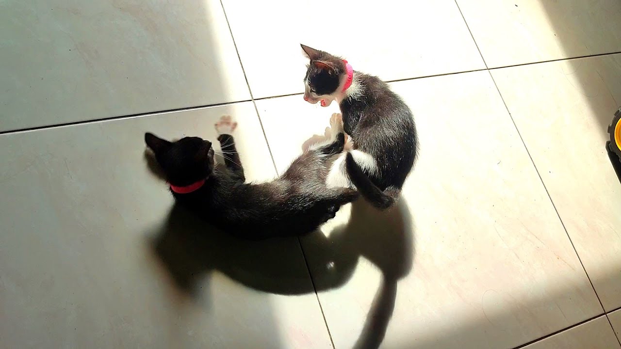 Perkembangan kucing aktif usia 3 bulan - YouTube