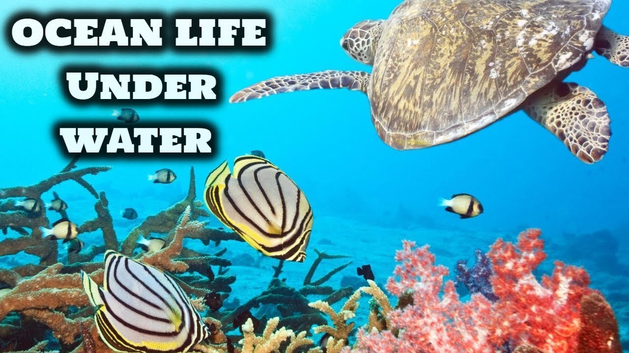 Ocean life Documentary | #oceanlife #Underwater #deepsea #FHD #sharks # ...