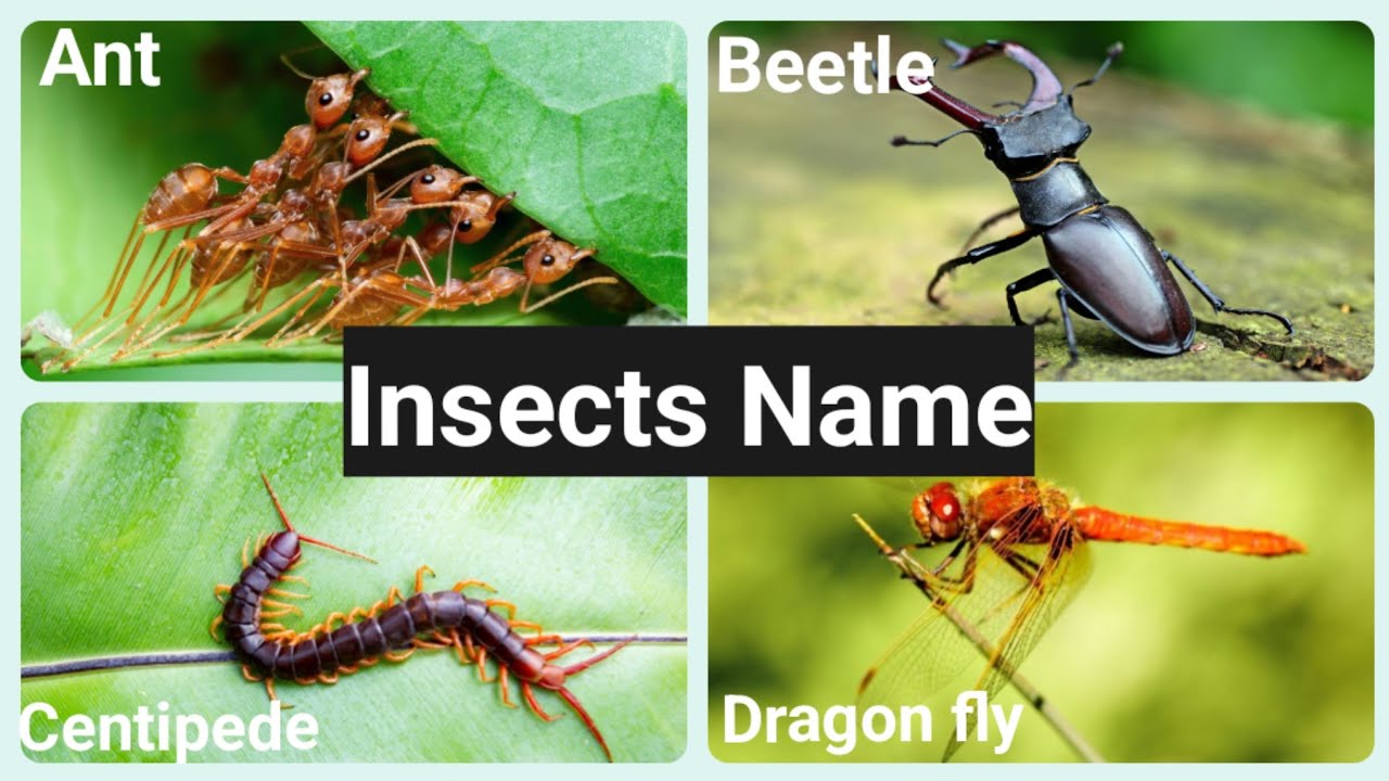 A to Z Insects | A to Z Insects with pictures & video | ABC Insects ...