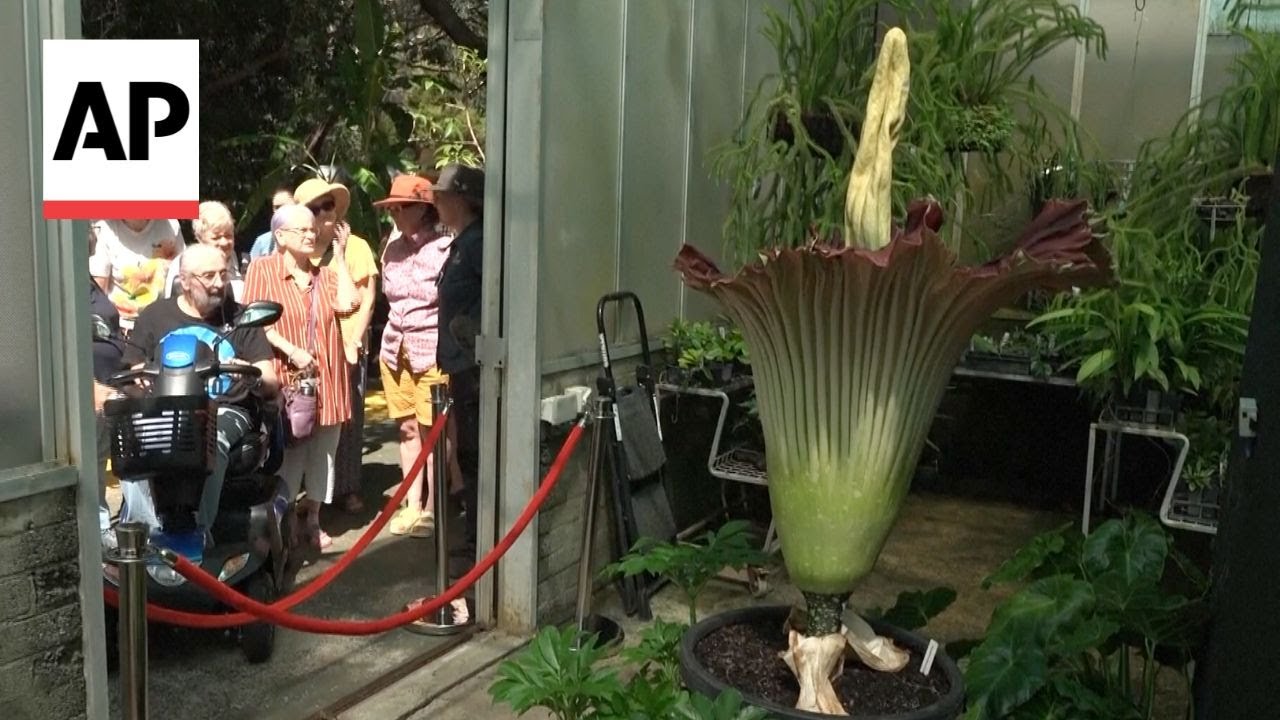 Visitors flock to third blooming of rare stinky corpse flower - YouTube
