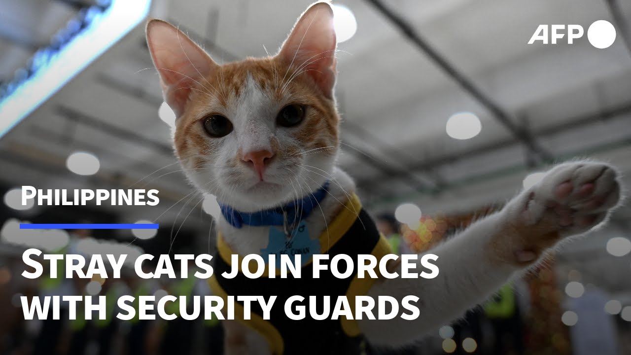 Stray cats join Philippine security guards | AFP - YouTube