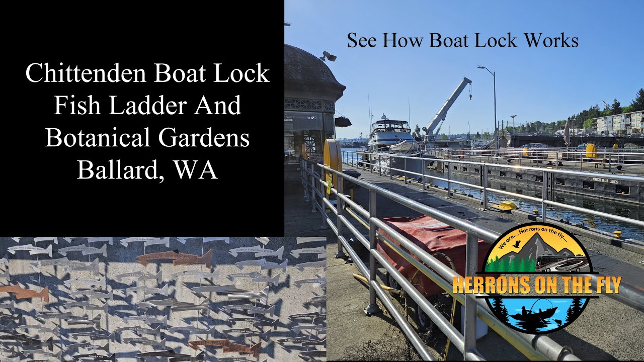 See how the Chittenden Locks work, the fish ladder and beautiful ...