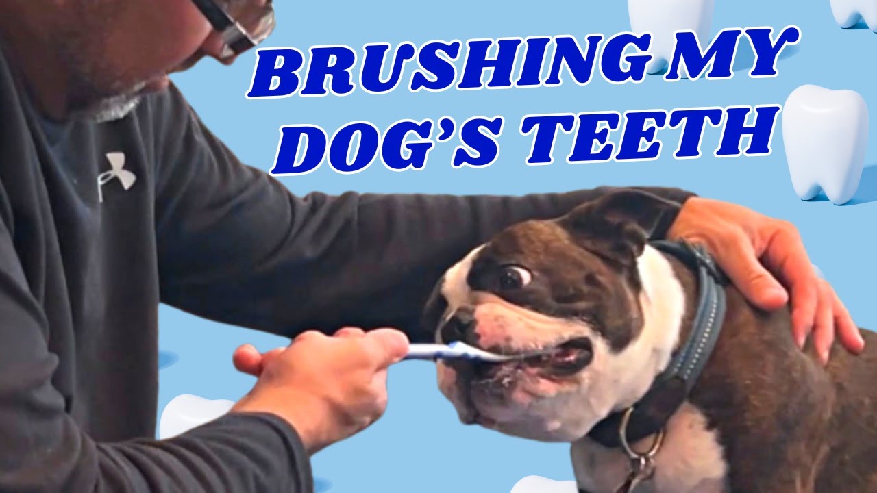 TRYING to BRUSH My BOSTON TERRIER'S Teeth~How Did He Do? - YouTube