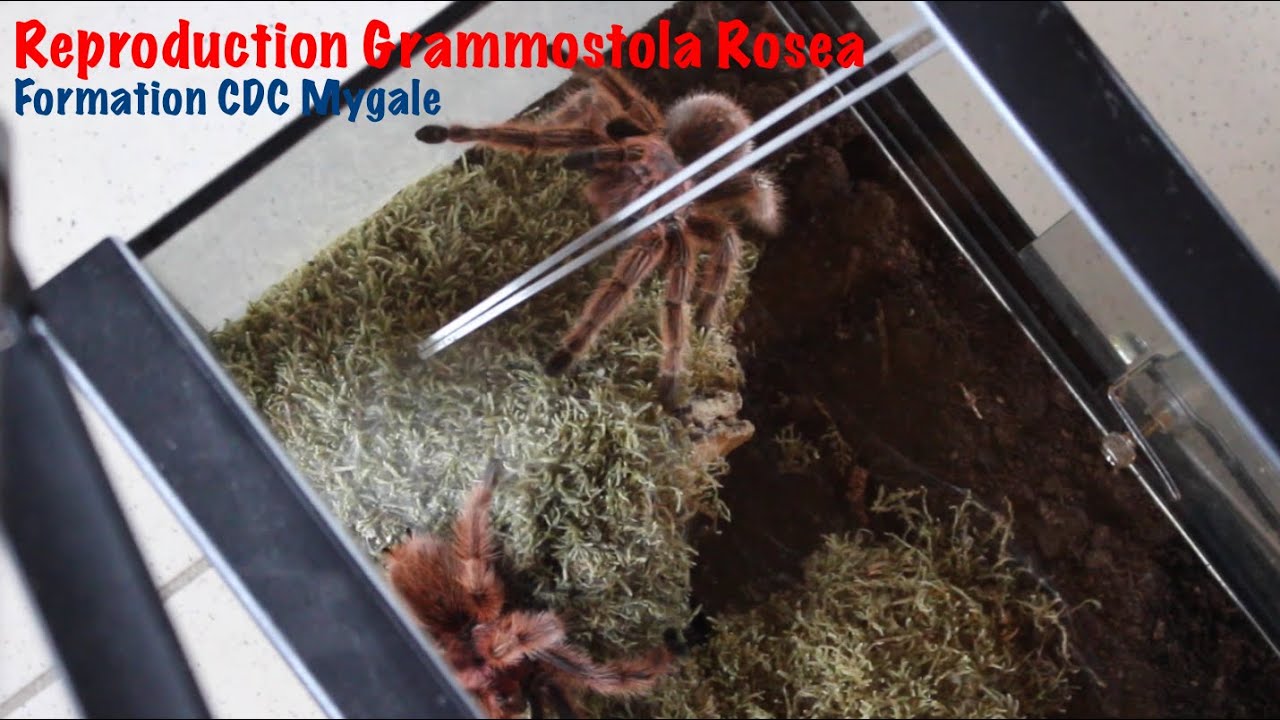 Tentative Reproduction Mygale Grammostola rosea - YouTube