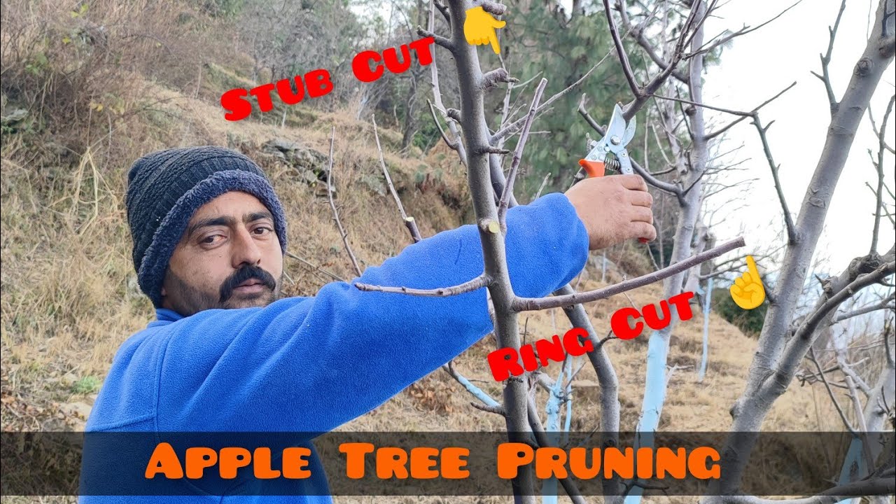 How to Prune Apple Tree || Apple Tree Pruning || Apple Farming ...