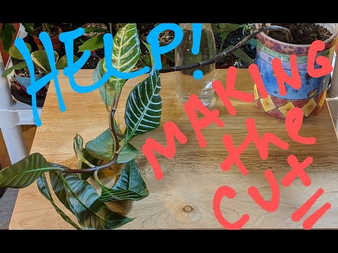 Midnight Plant Maintenance Episode 4: HELP!!!! Propagating My Zebra Plant