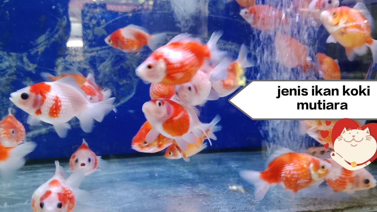 Jenis ikan mas koki mutiara|tercantik|ikan mas koki slayer|#viralvideo ...