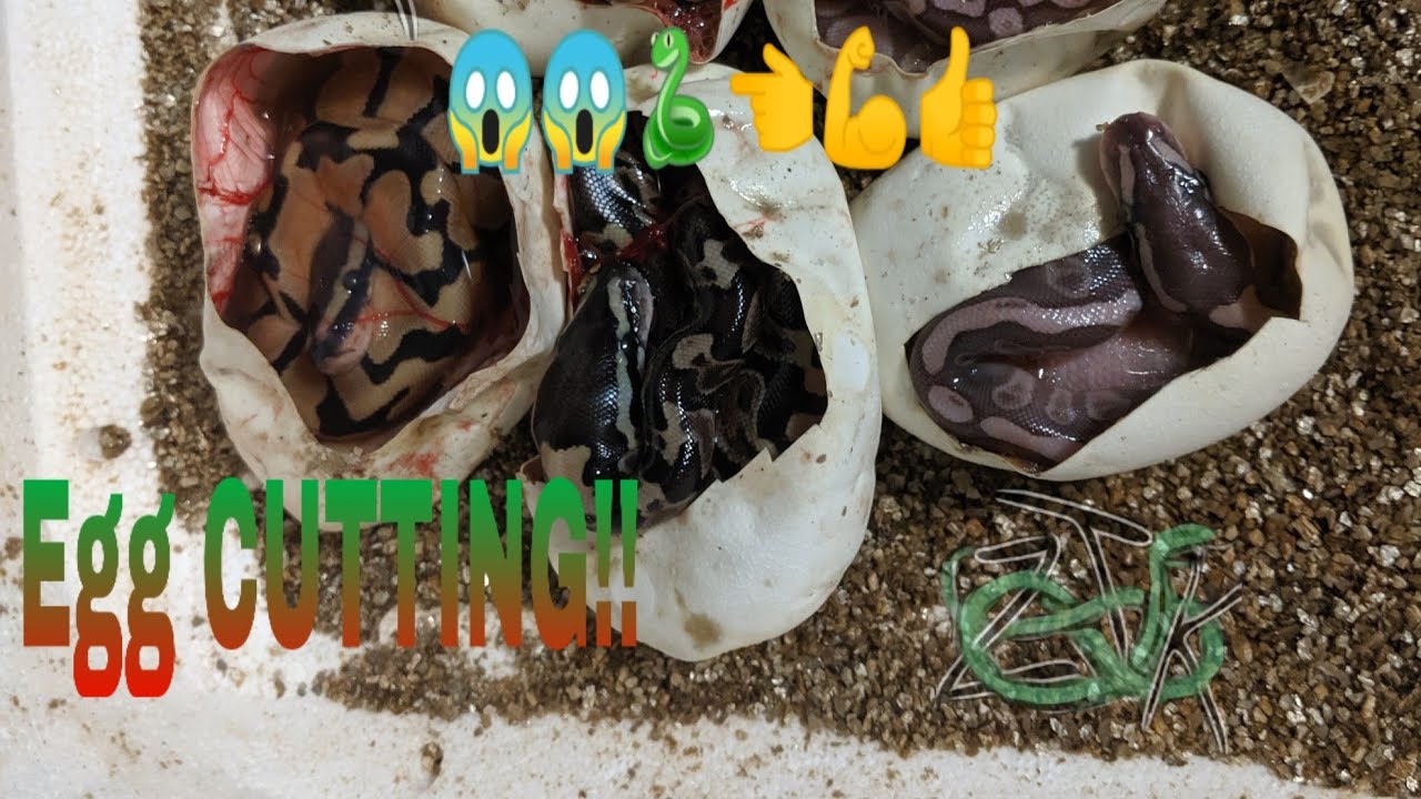 Ball python EGG CUTTING!! - YouTube