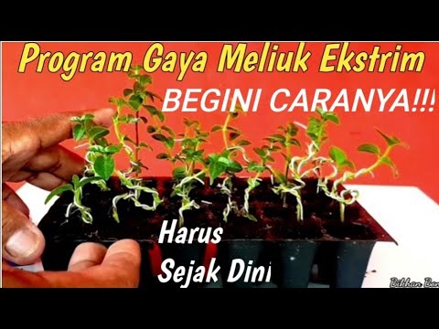 Program Gaya Meliuk Ekstrim Lebih Mudah Sejak Dini, Semua Bisa ...