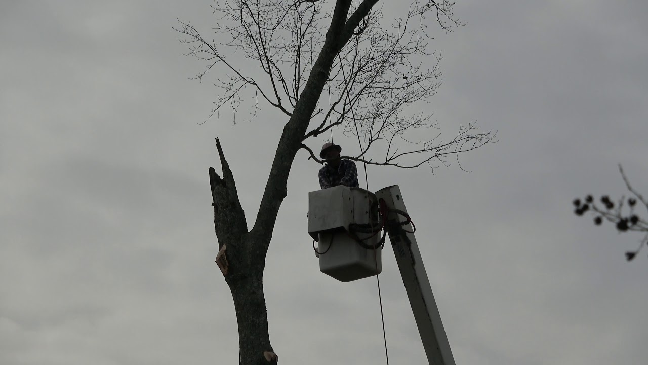 Tree Be Gone - YouTube