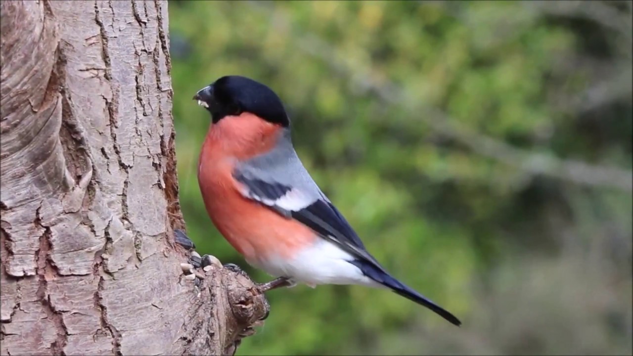 bullfinch singing and eating - YouTube